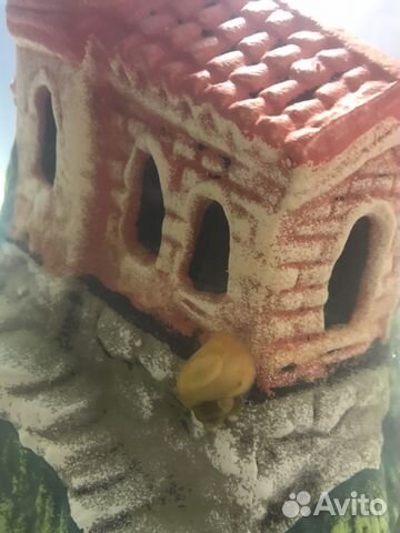 Отдам улиток ампулярий 1-1,5см