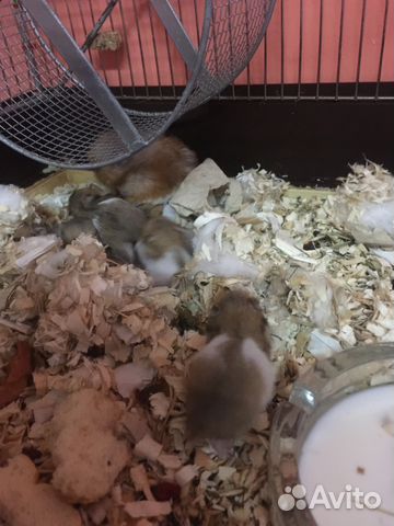 Сирийский хомяк