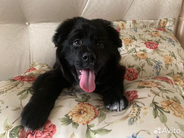 Мишка-малышка в поисках дома