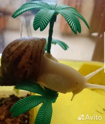 Улитки Ахатинки