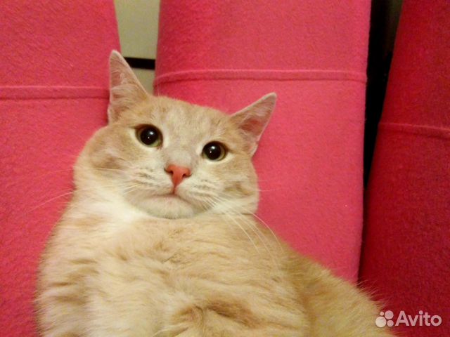 Котик - подросток. Персиковое чудо