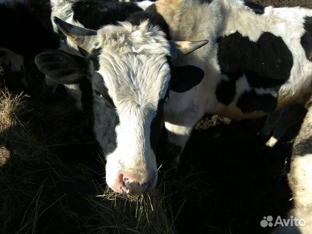 Племенной бык. Голштинской породы