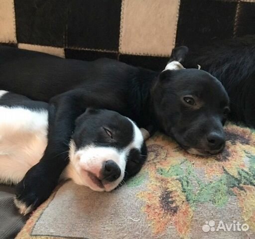 Ксолоитцкуинтли в шерсти (средние)