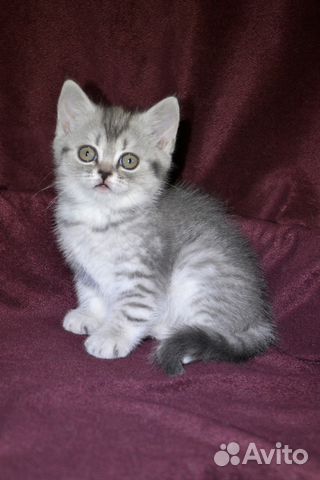 Шотландские котята