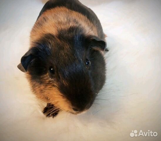 Морская свинка