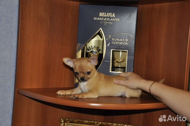 Просто красавец