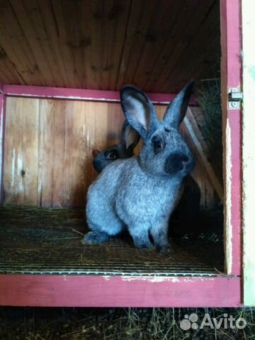 Полтавское серебро