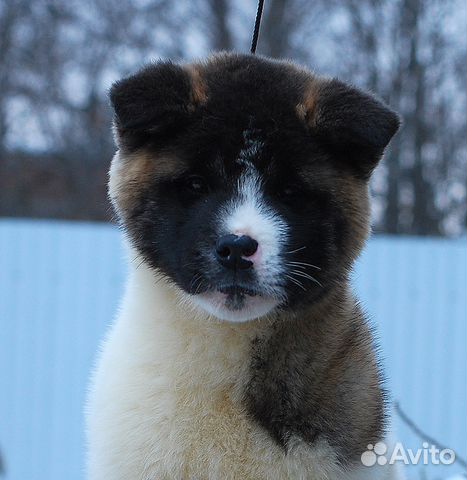 Щенок американской акиты