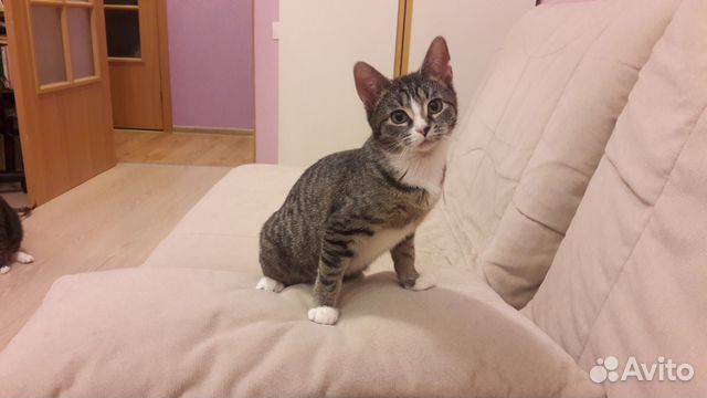 Юная красотка-котенок ищет дом