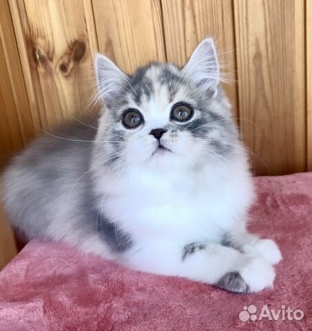 Голубокремовая девочка породы Хайлендстрайт. 3,5 м