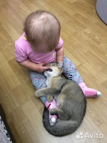 Продаётся породистый британец