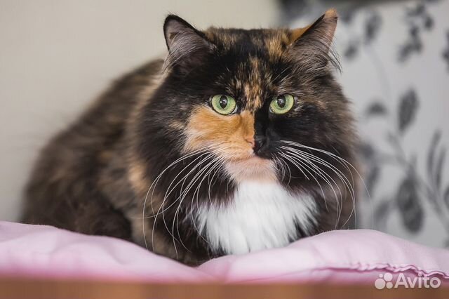 Кошка невероятной красоты ищет дом