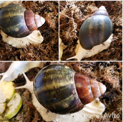 Архахатина паулаэрти альбино боди. Archachatina pu