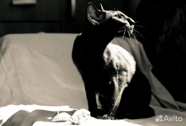 Ориентальный котенок 7мес