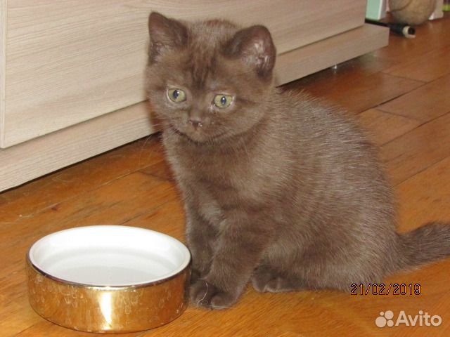 Шоколадно-дымчатая девочка 3 мес