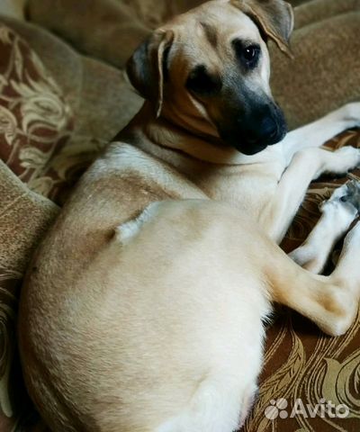 Южная Гончая с Черной маской