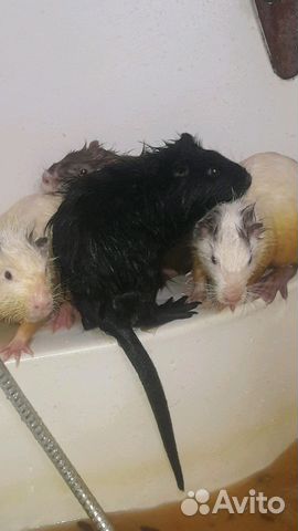 Щенки нутрии