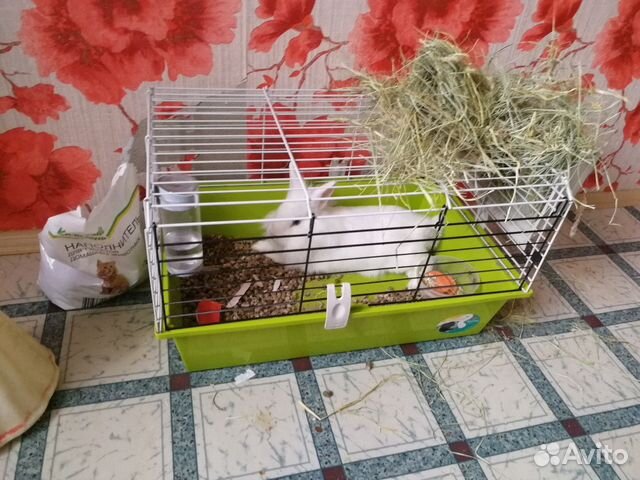 Кролик с клеткой