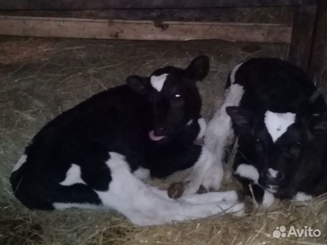 Бычок 20 дней