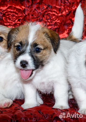 Элитная девочка Джек Рассел