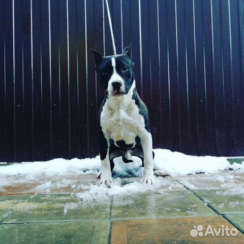 Продаётся подрощенный щенок