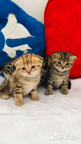 Шотландские котята