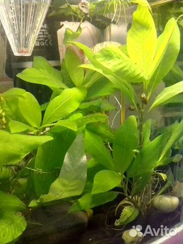 Взрослые укорененные растения много