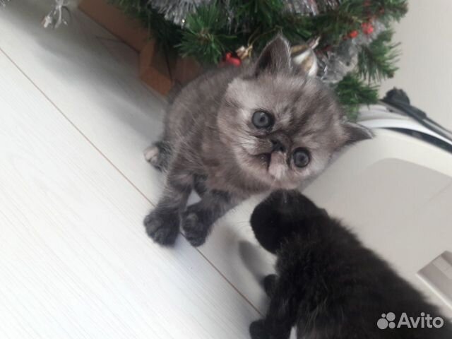 Кошечка Перс-экзот