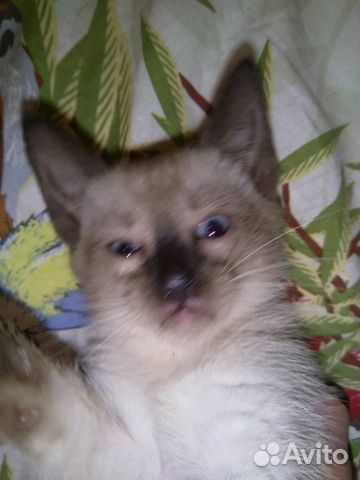 Котёнок 1,5месяца