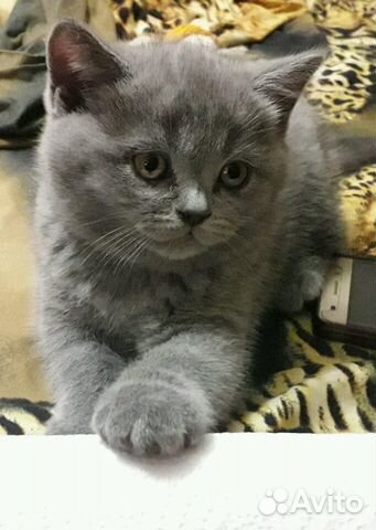 Шотландский страйтик :)