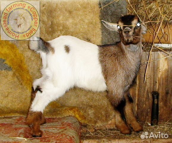 Камерунские козы