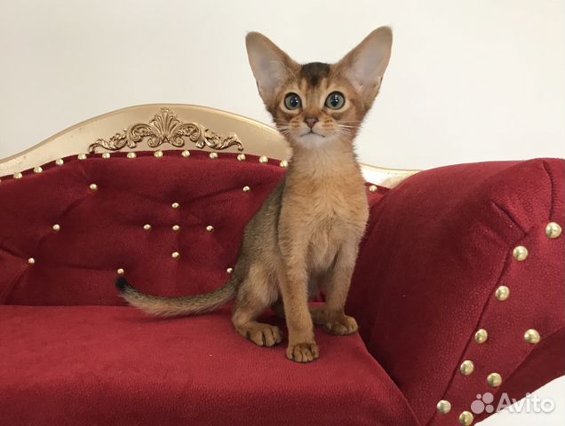 Абиссинская кошечка Марго