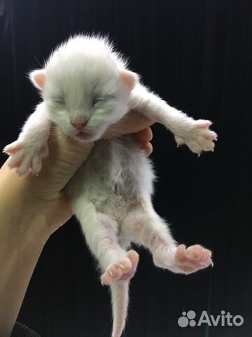 Белый котёнок