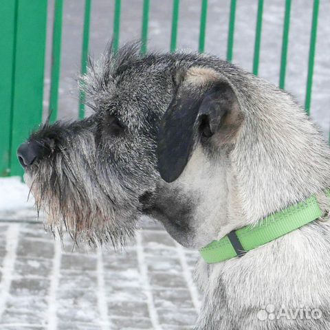 Подрощенный щенок миттельшнауцера