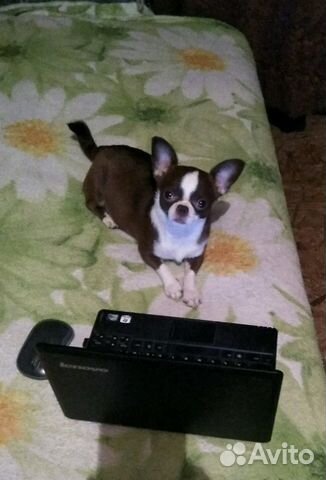 Две красавицы шоколадки