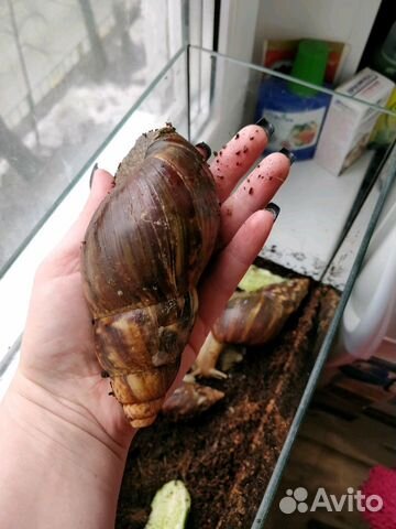 Большие Улитки Ахатина три штуки