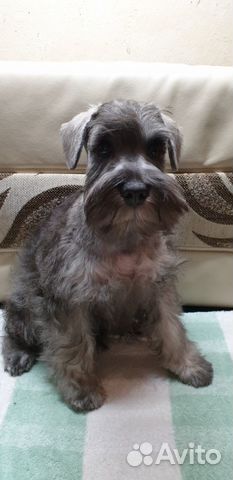 Мальчик цвергшнауцера окрас перец с солью