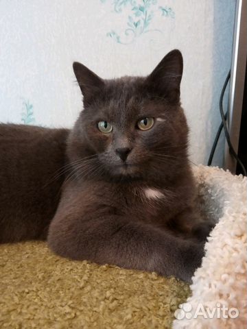 Кот