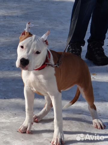 Щенки Американского стаффордширского терьера