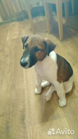 Фокстерьер