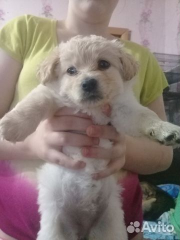 Ангелочек в добрые руки