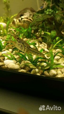 Раки мраморные