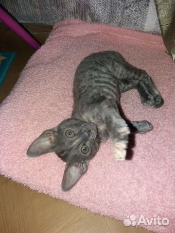 Корниш-рекс девочка
