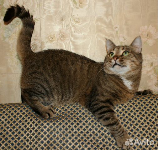 Кошка Ватрушка