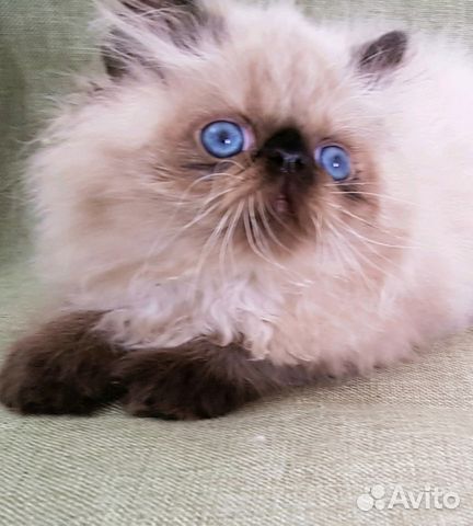 Гималайский котенок