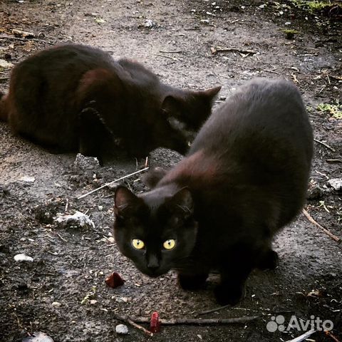 Молодые котики
