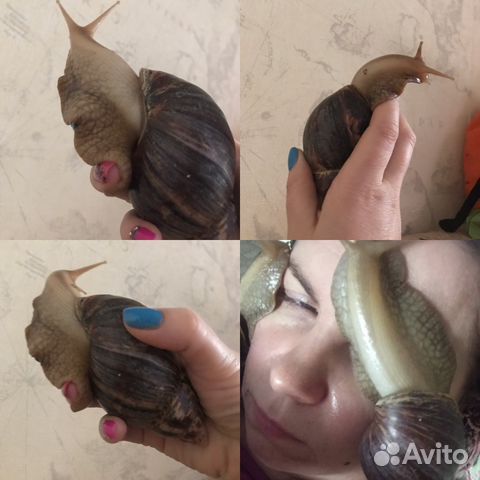 Улитка ахатина