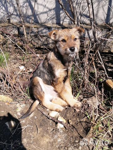 Небольшой щенок кобелек в дар
