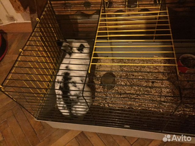 Кролик в дар