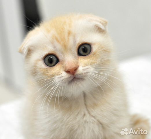 Кремовый шотландский котёнок